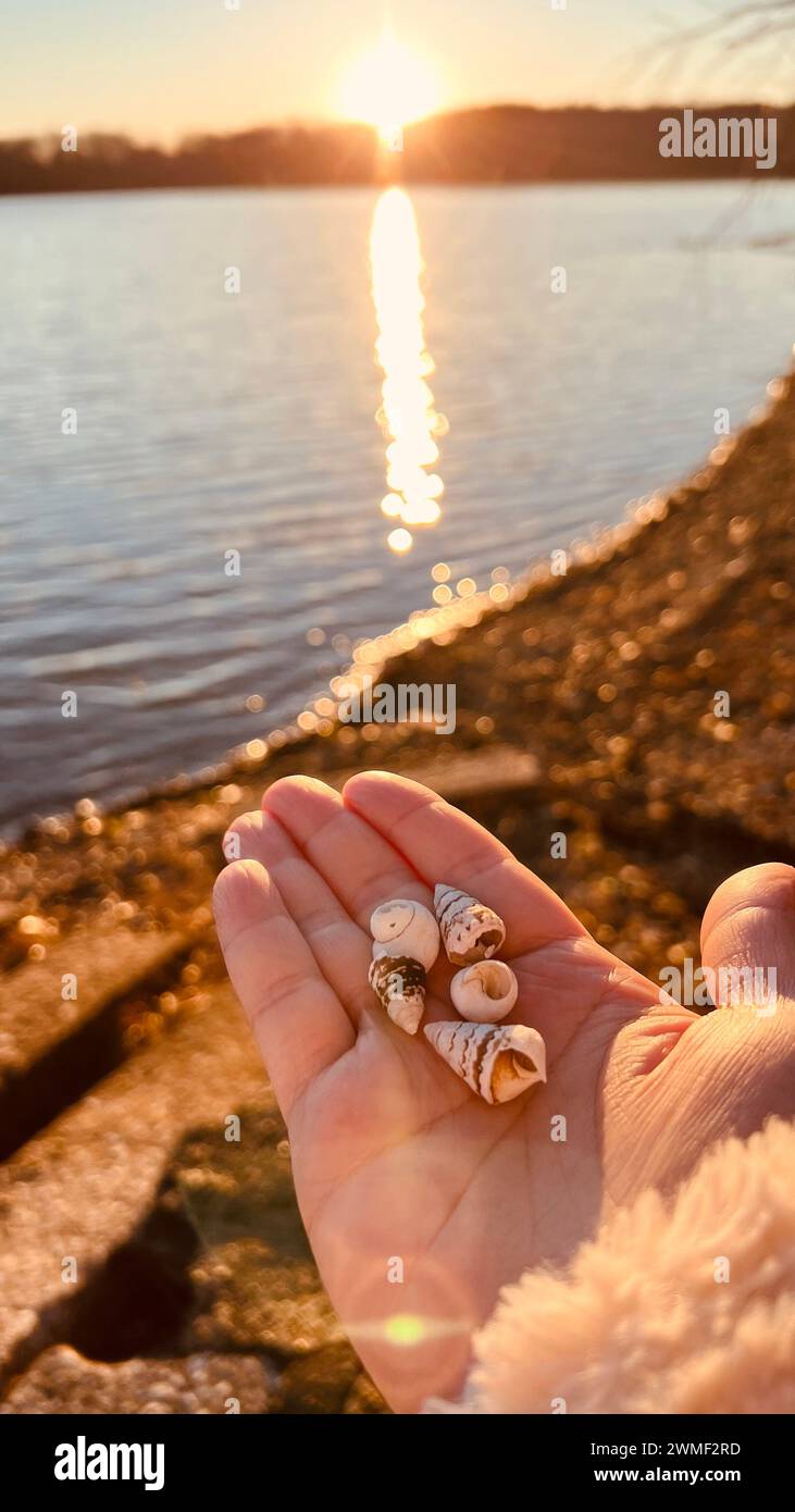 A hand holding seashells at the beach on sunset Stock Photo - Alamy