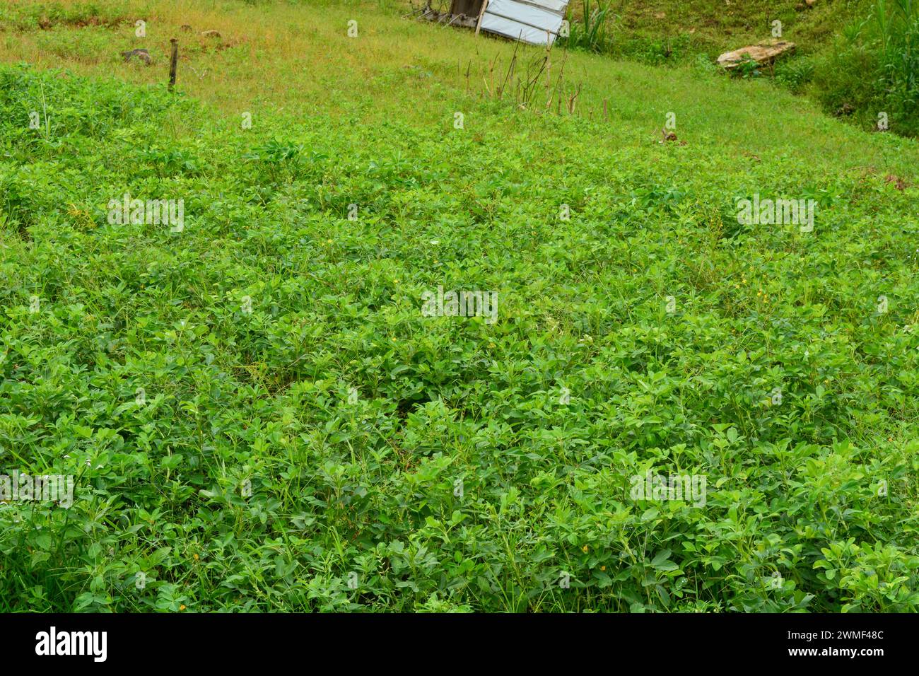 corn tree plant of flowers, stems, and leaves in a field Stock Photo ...