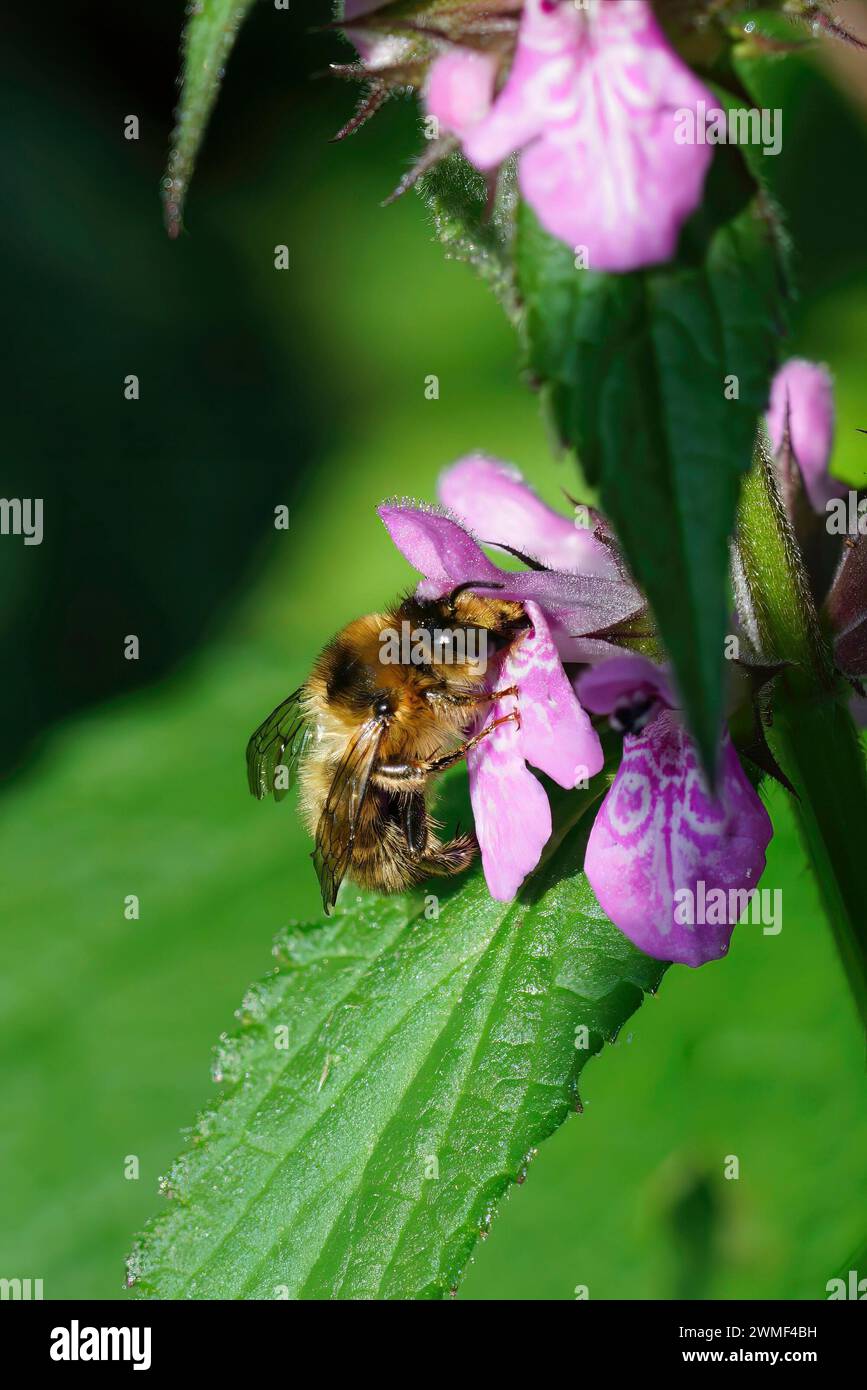 Detailed closeup on a rare fork-tailed flower bee, Anthophora furcata ...