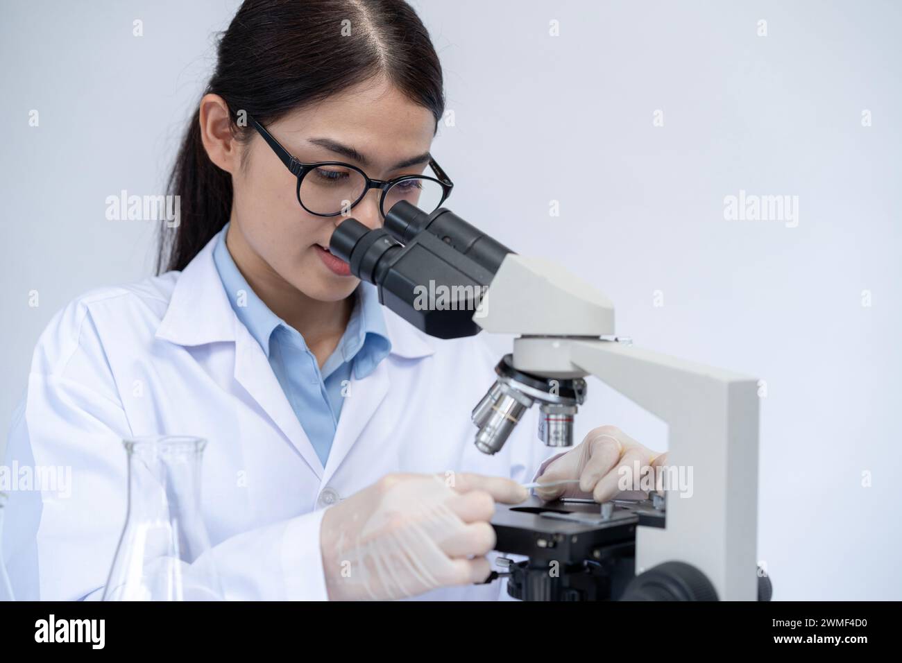 The female scientist is examining petri dishes in the laboratory Stock ...