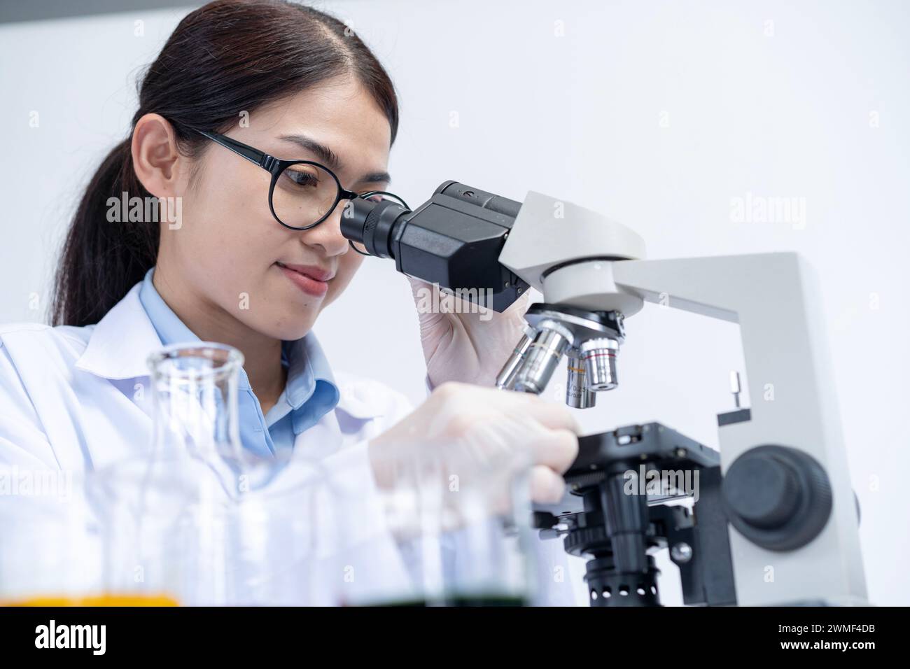 The female scientist is examining petri dishes in the laboratory Stock ...