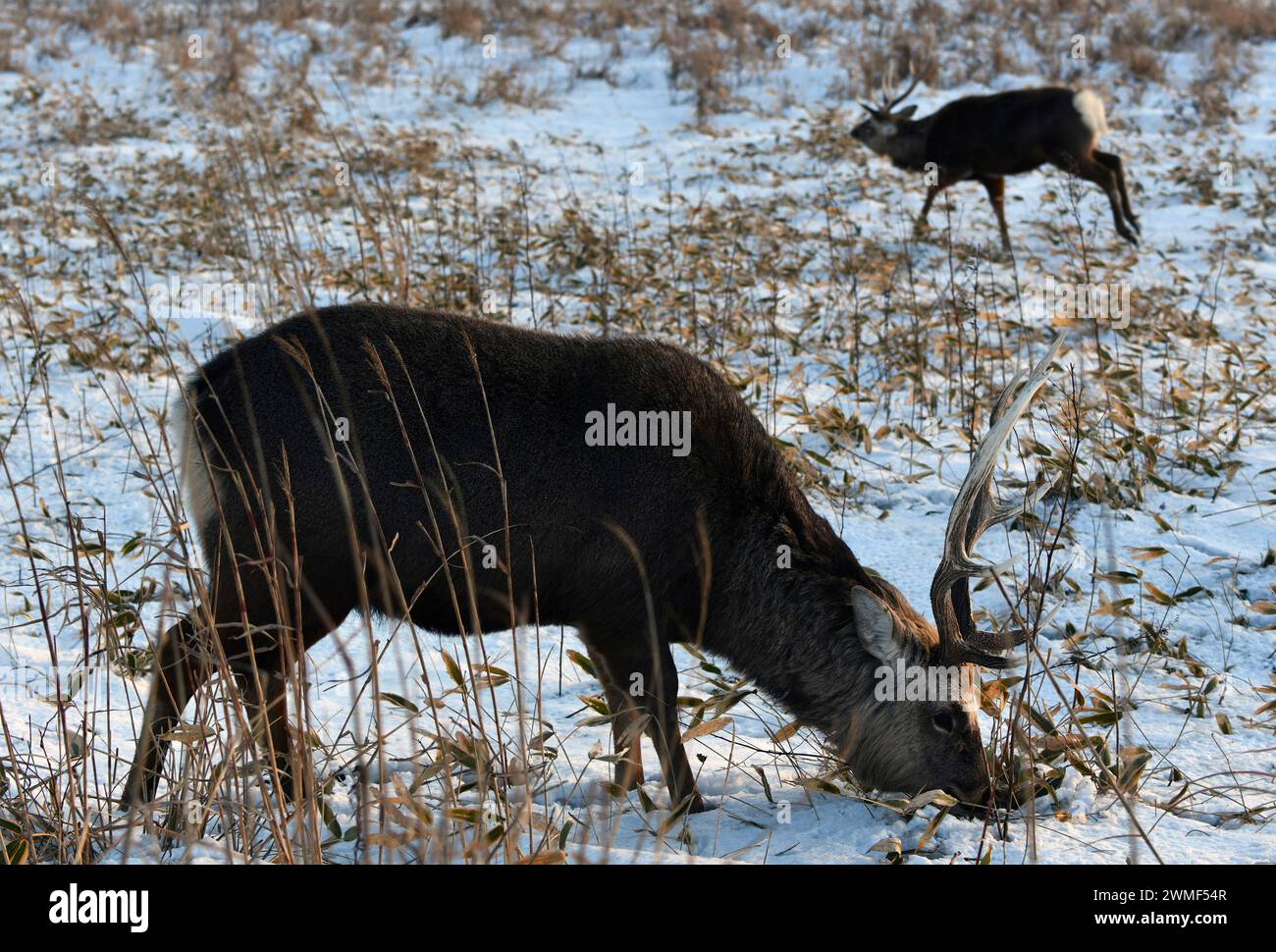 A yezo sika deer is pictured at Notsuke Peninsula, Hokkaido prefecture ...