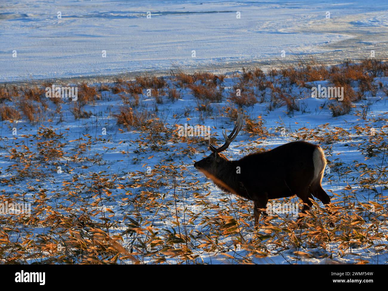 A yezo sika deer is pictured at Notsuke Peninsula, Hokkaido prefecture ...