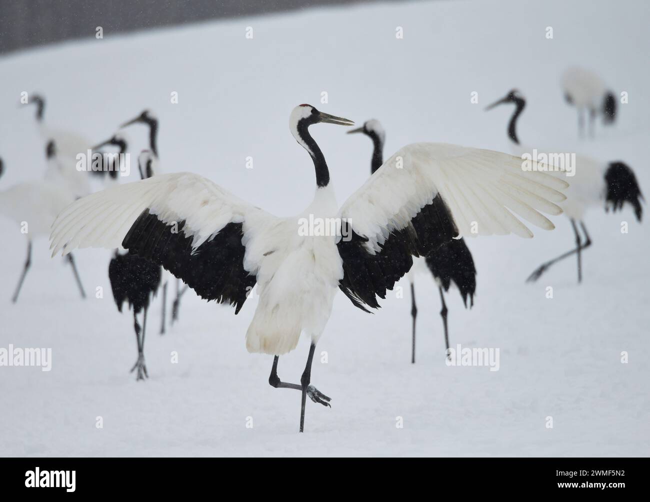 Japanese cranes are pictured in Tsurui Village, Hokkaido prefecture on ...