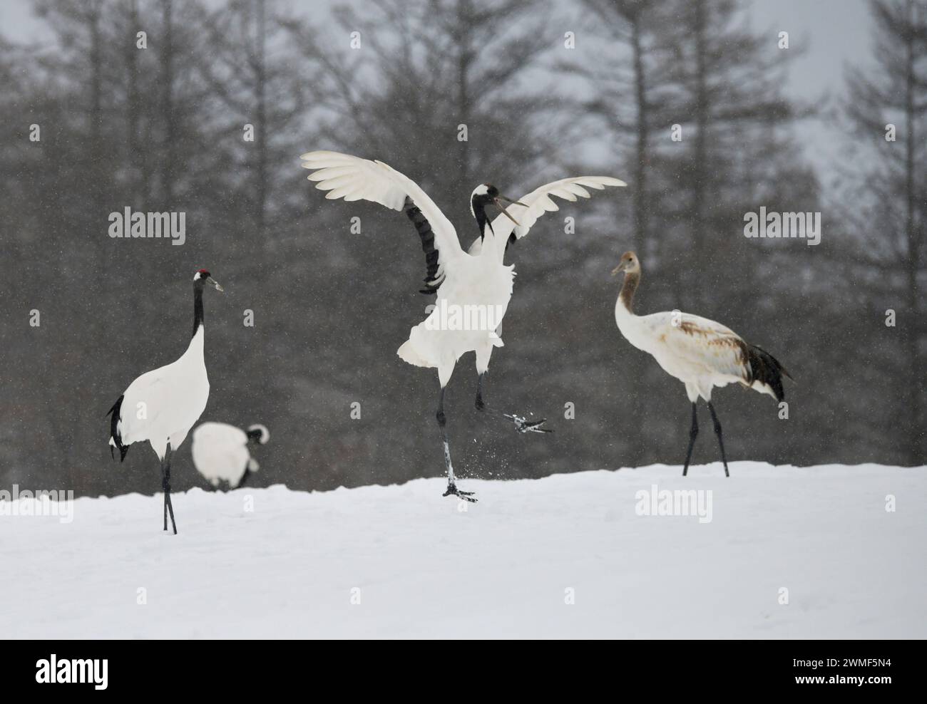 Japanese cranes are pictured in Tsurui Village, Hokkaido prefecture on ...