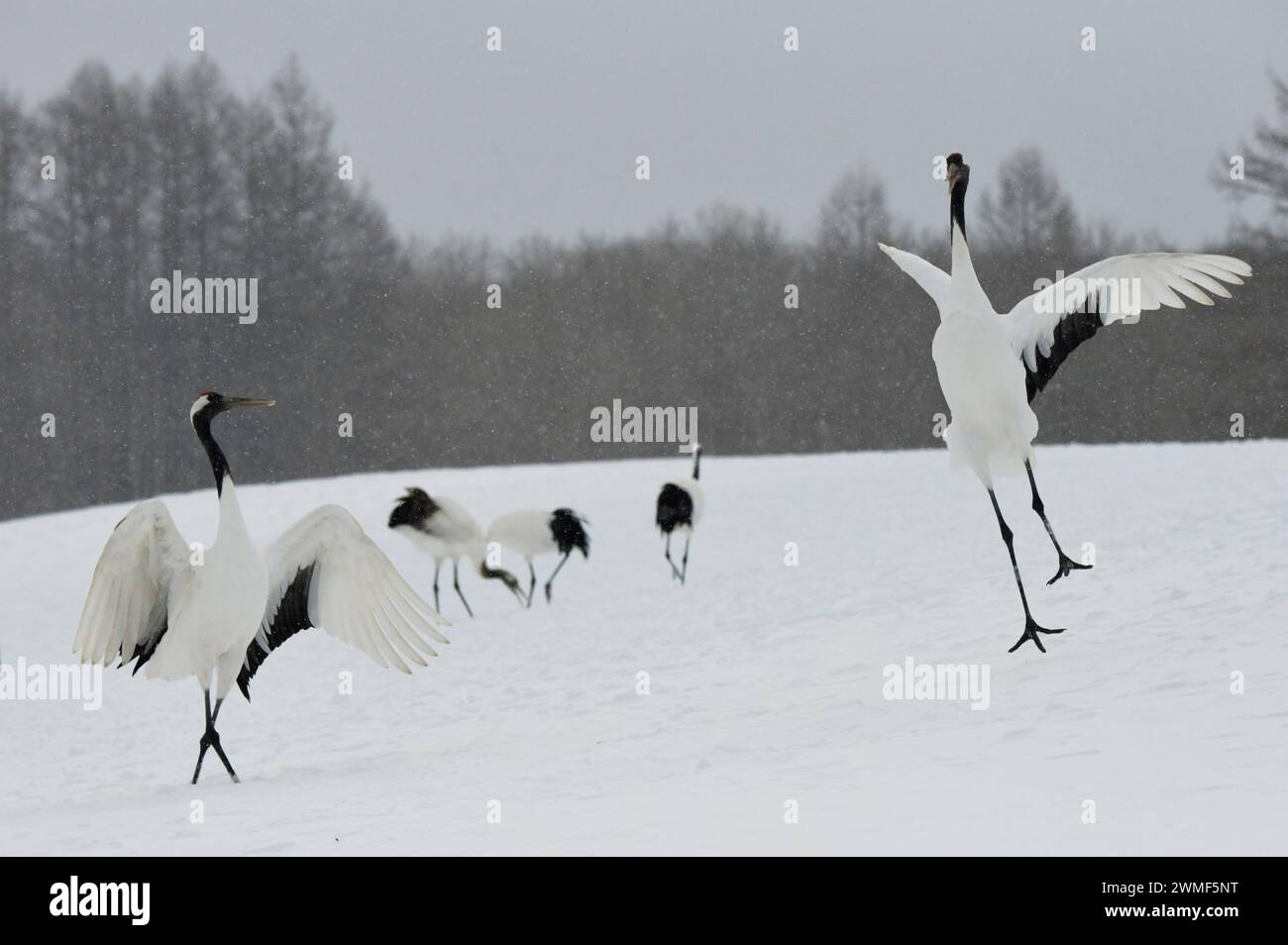 Japanese cranes are pictured in Tsurui Village, Hokkaido prefecture on ...