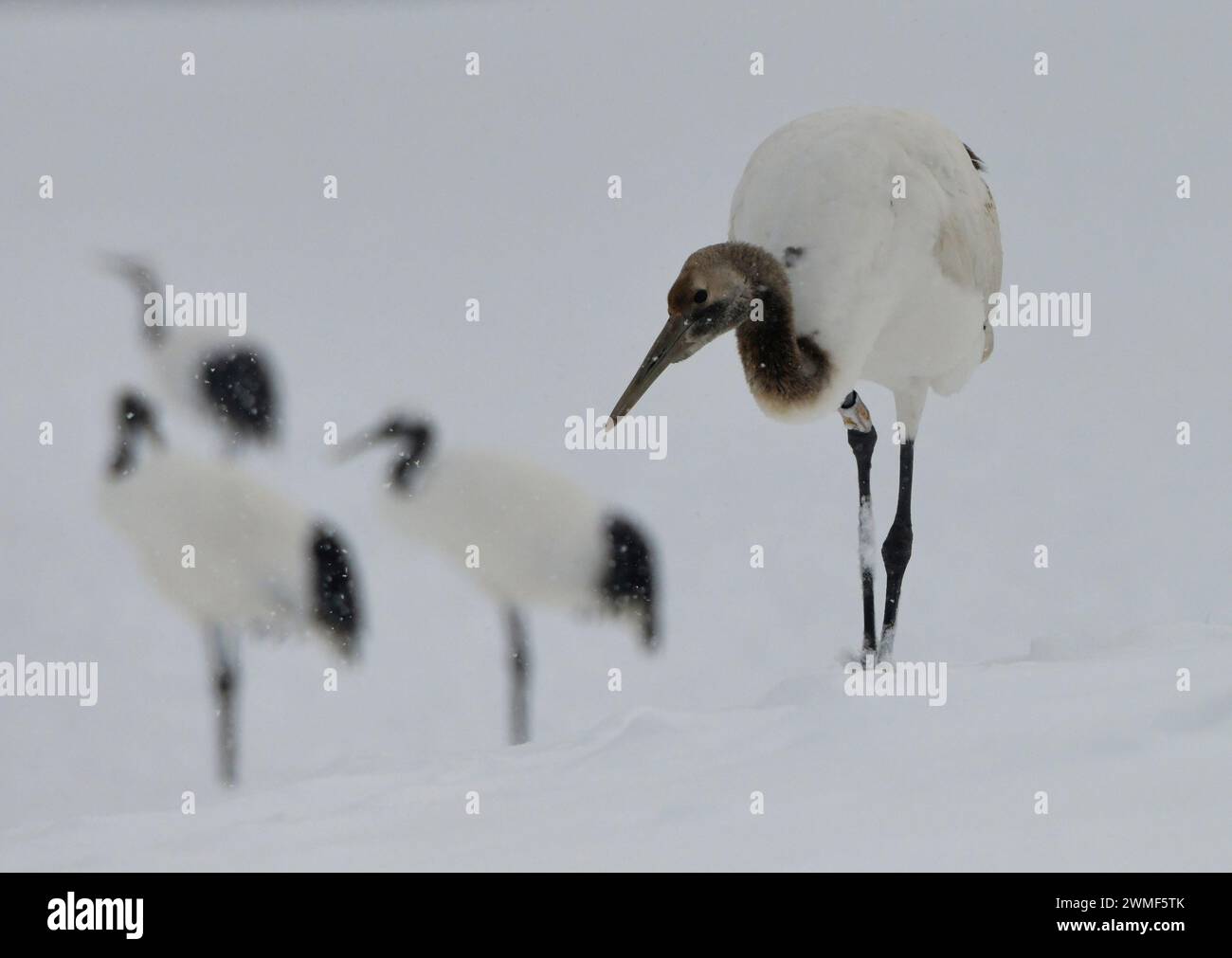 Japanese cranes are pictured in Tsurui Village, Hokkaido prefecture on ...