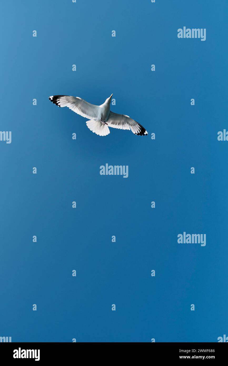 Baikal seagull or laughing gull flying up in blue sky. Larus argentatus ...