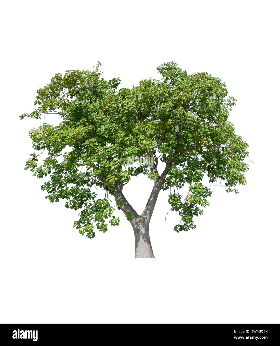 Tree isolated on white background, tropical trees isolated used for ...