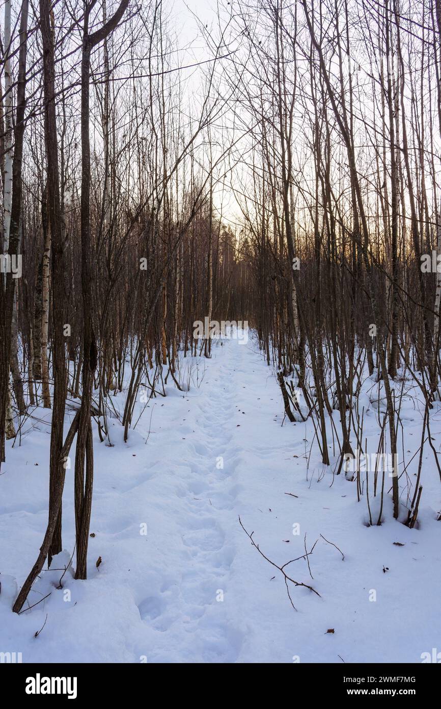 Leafless saplings hi-res stock photography and images - Alamy