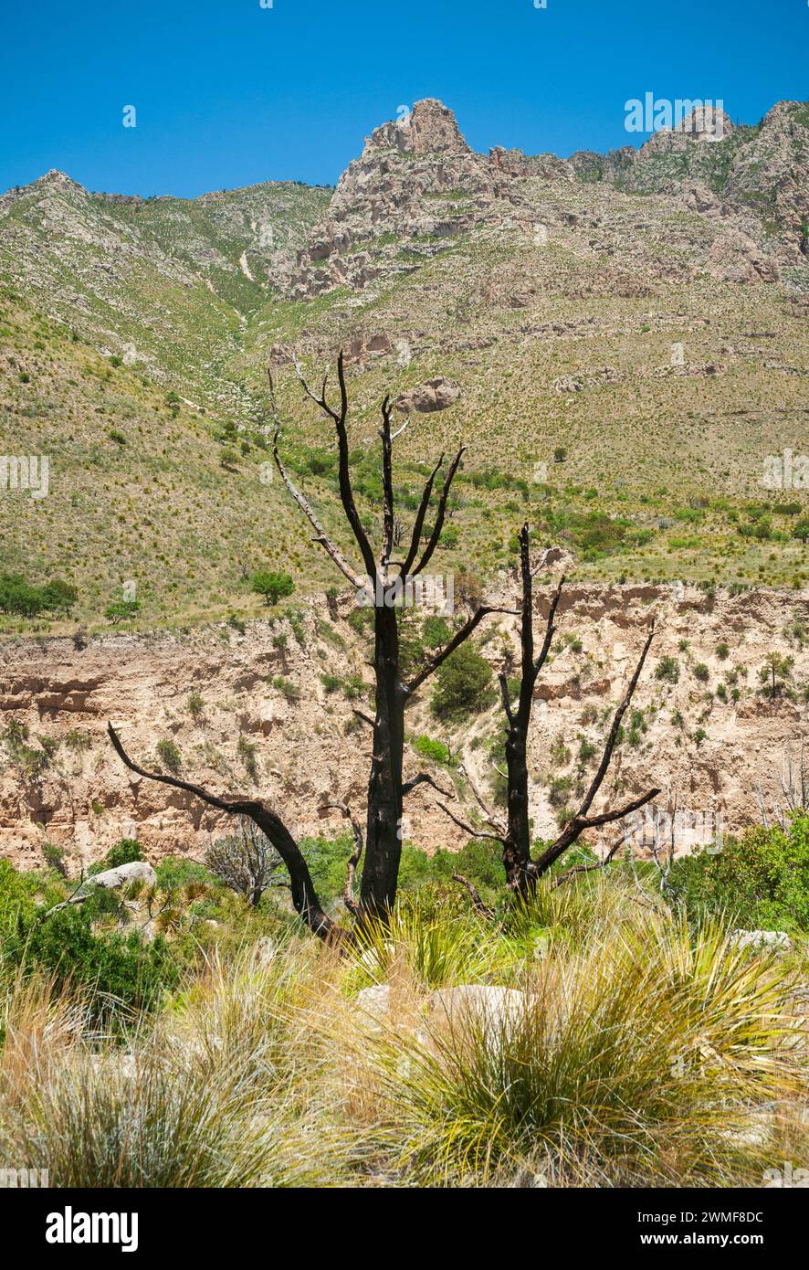 Burnt Dead Tree at Guadalupe Mountains National Park in Western Texas ...