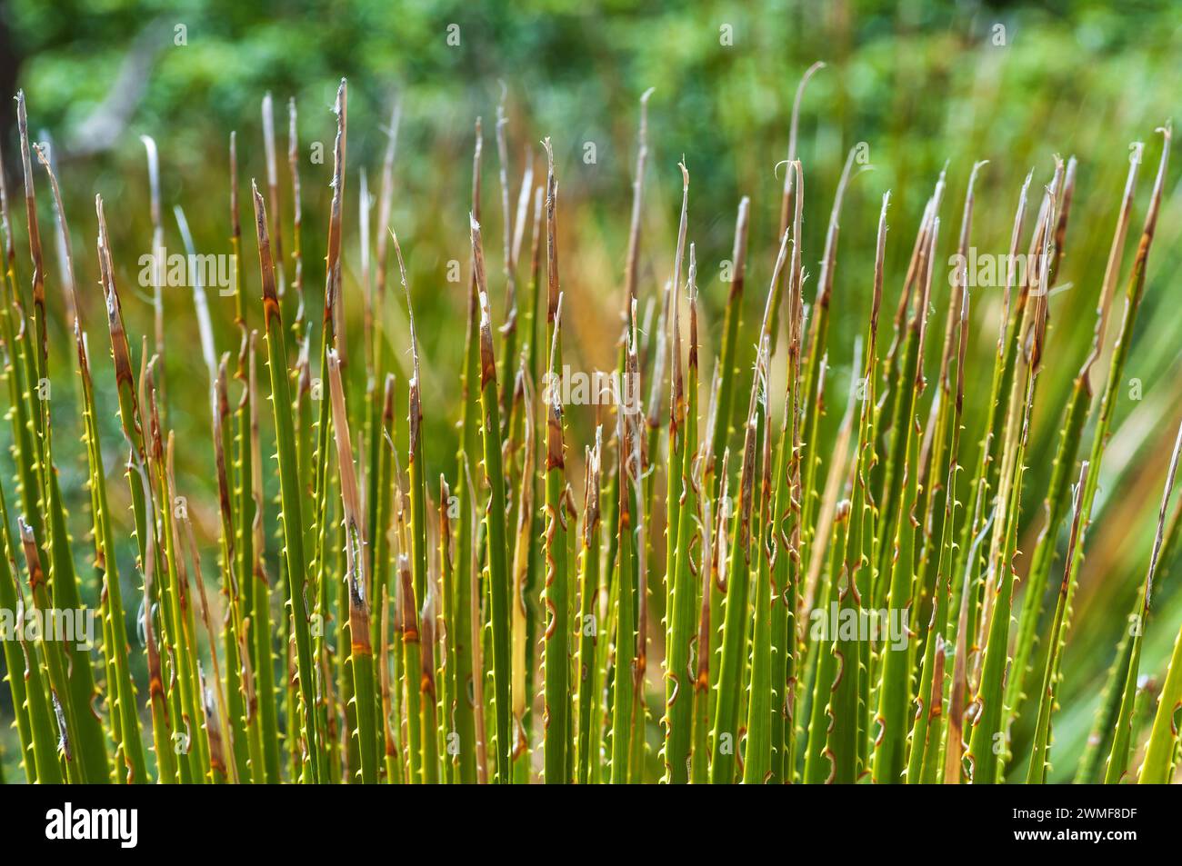 Texture of Cactus Grass at Guadalupe Mountains National Park in Western ...