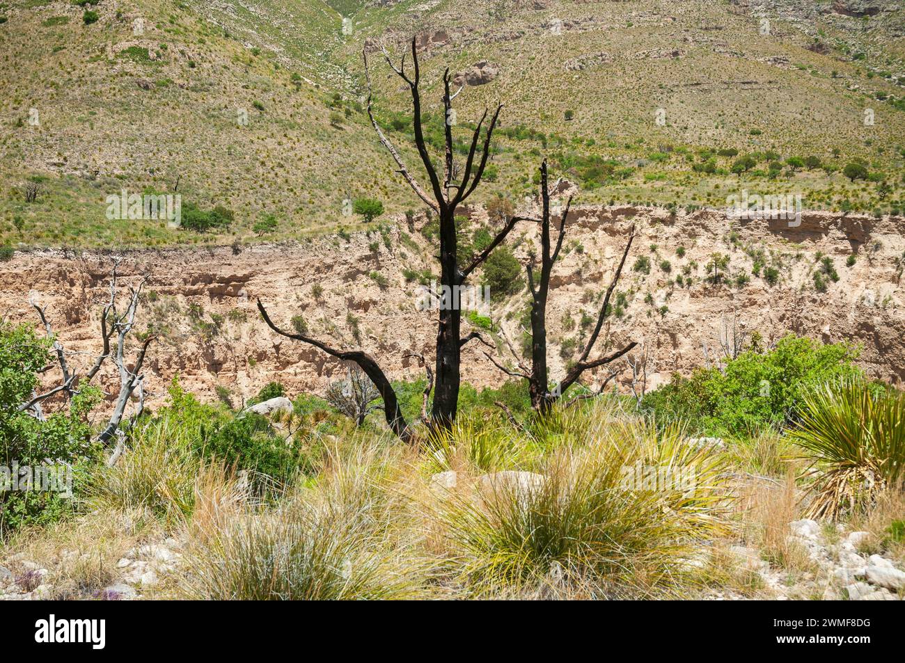 Burnt Dead Tree at Guadalupe Mountains National Park in Western Texas ...
