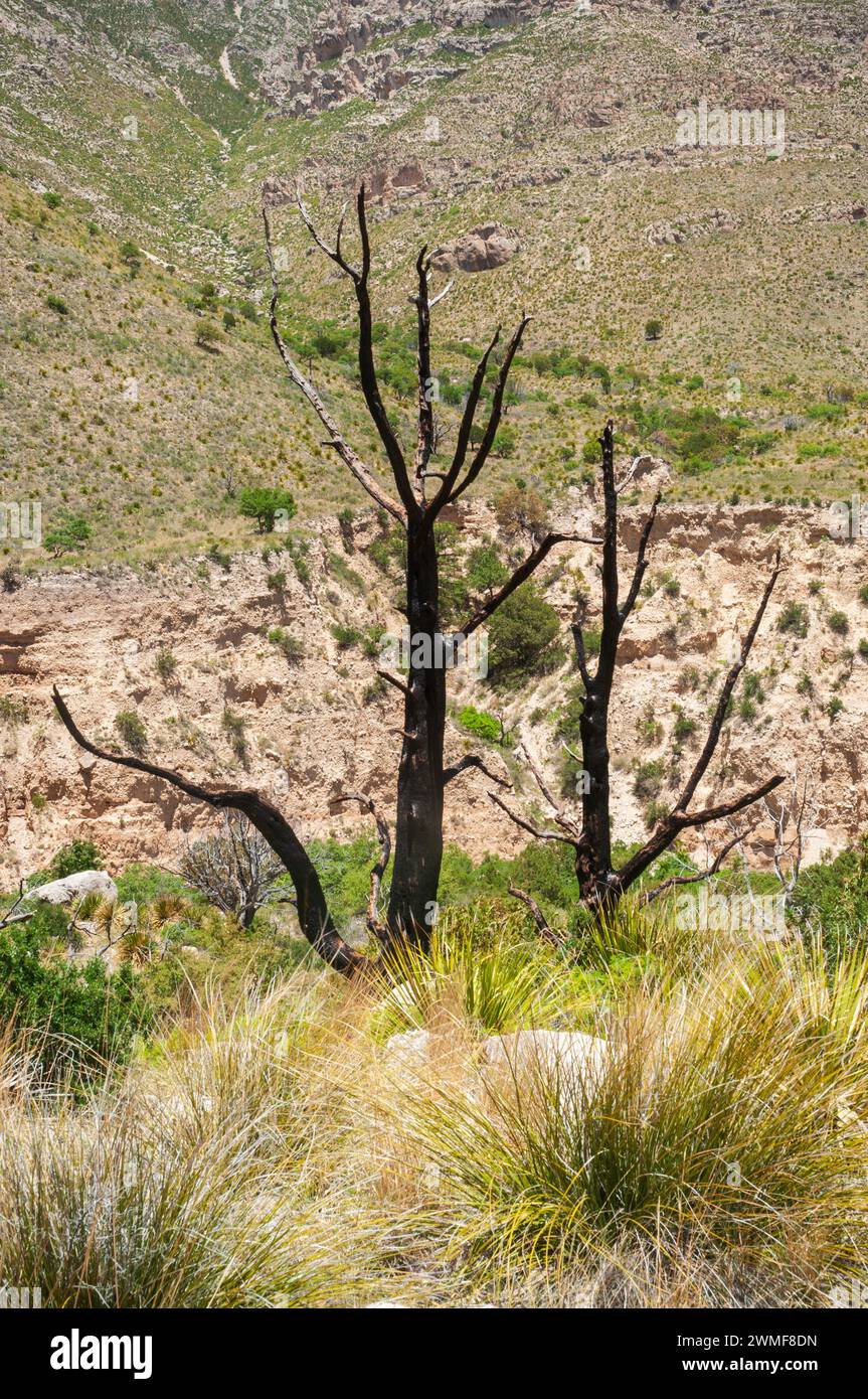 Burnt Dead Tree at Guadalupe Mountains National Park in Western Texas ...
