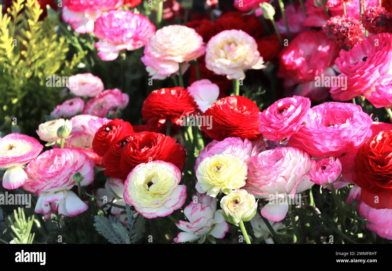 Ranunculus flowers on flowerbed in Yamashita park, Yokohama, Japan ...