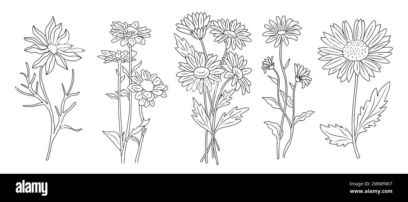 Set of Daisy, April Birth Month flower line art Stock Vector Image ...