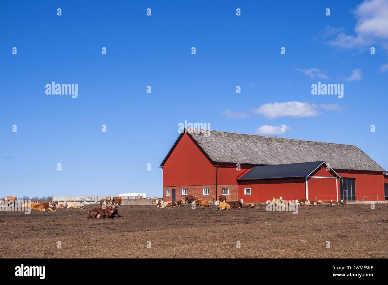 Beef cattles at a red barn Stock Photo - Alamy