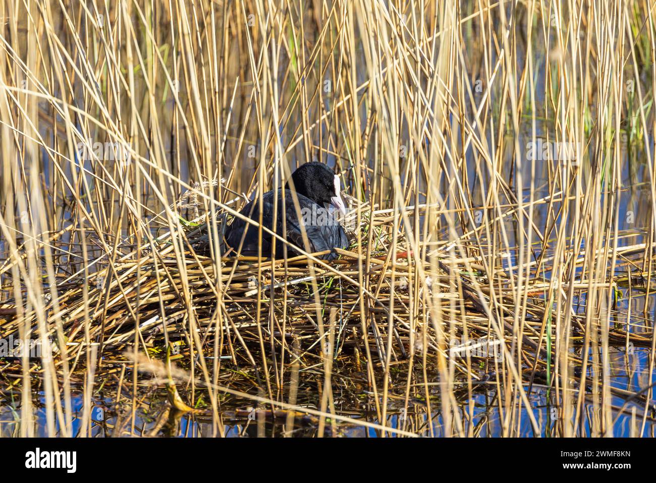 Reed nesting habitat hi-res stock photography and images - Alamy