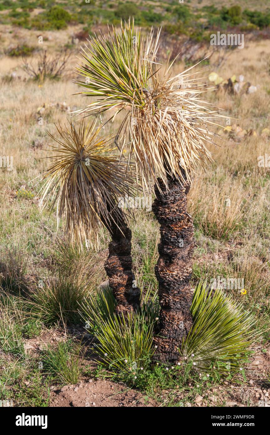 Guadalupe Mountains National Park in Western Texas, USA Stock Photo - Alamy