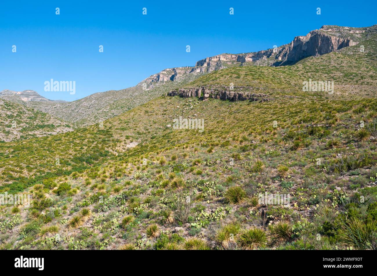 Guadalupe Mountains National Park in Western Texas, USA Stock Photo - Alamy