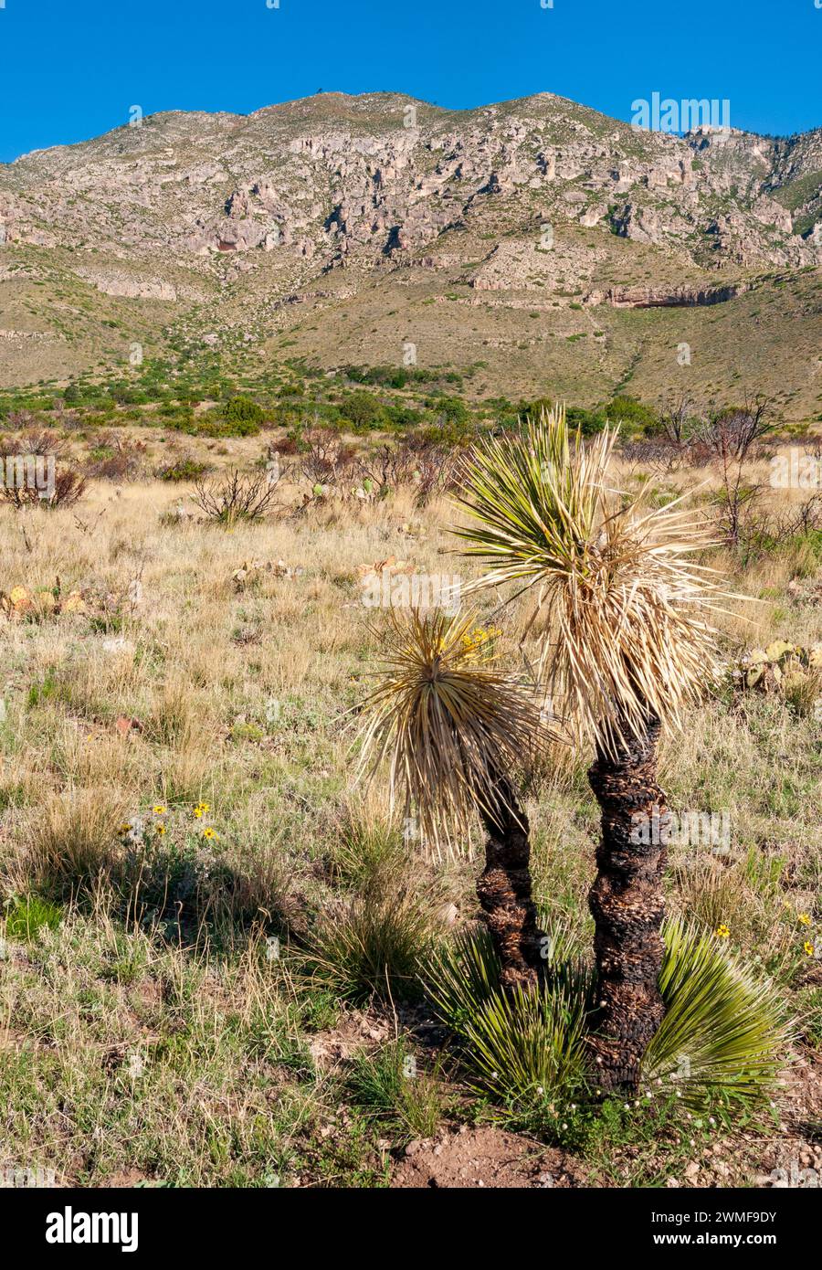 Guadalupe Mountains National Park in Western Texas, USA Stock Photo - Alamy