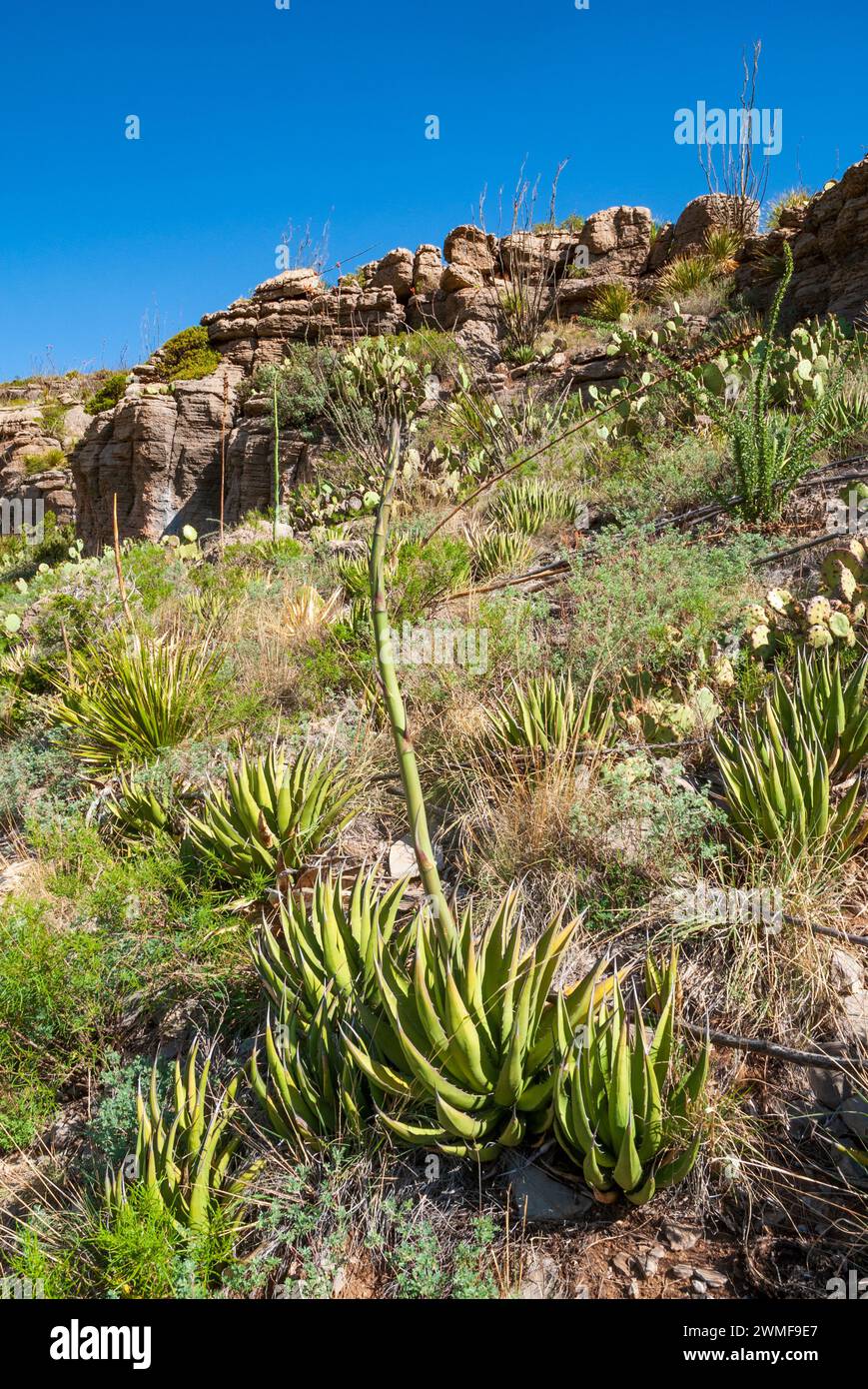 Guadalupe Mountains National Park in Western Texas, USA Stock Photo - Alamy