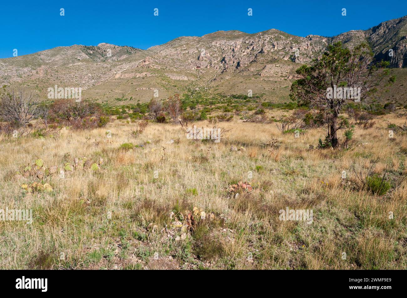 Guadalupe Mountains National Park in Western Texas, USA Stock Photo - Alamy