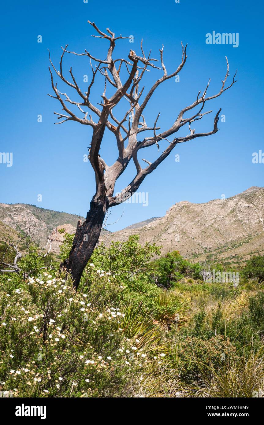 Burnt Dead Tree at Guadalupe Mountains National Park in Western Texas ...