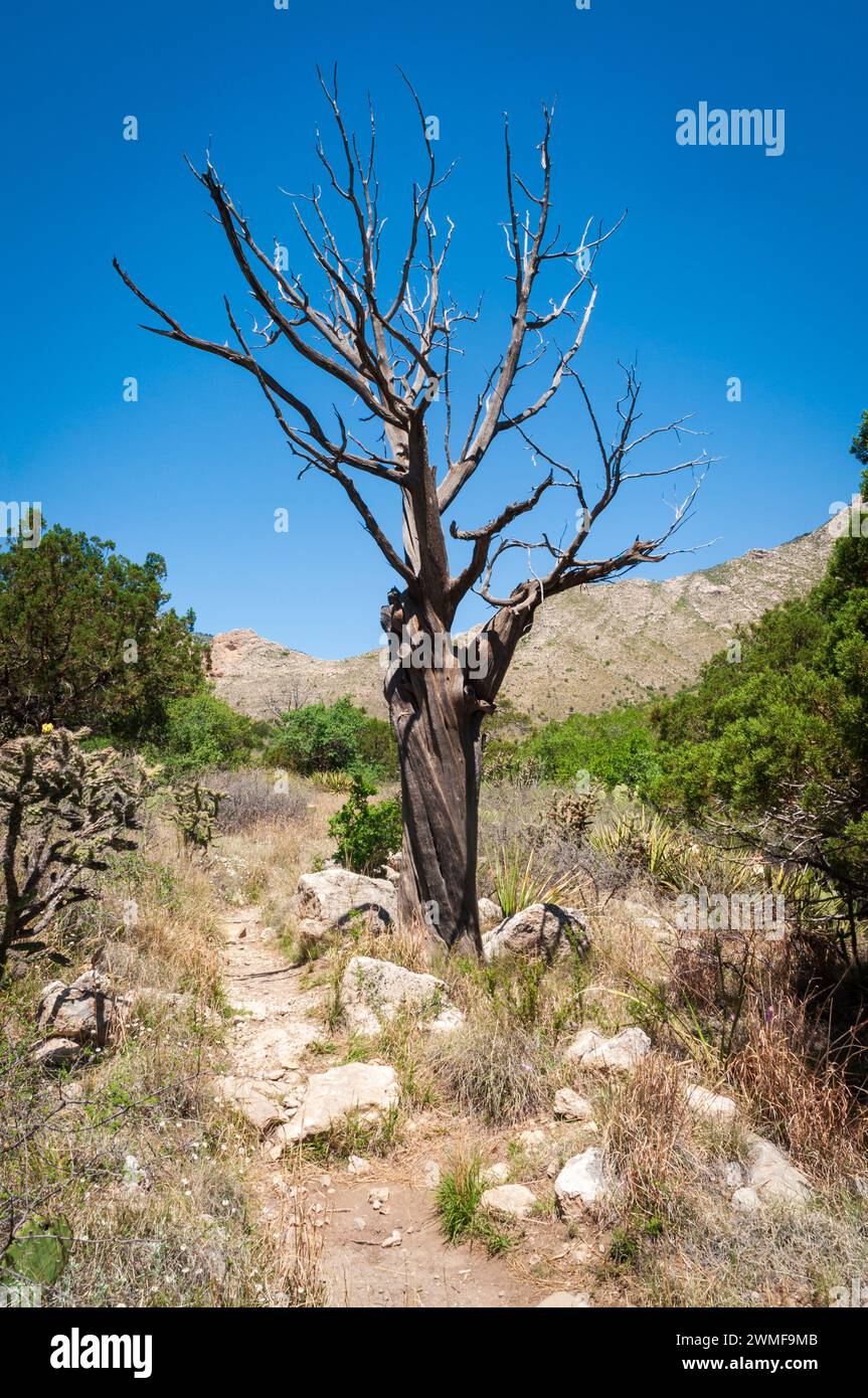 Burnt Dead Tree at Guadalupe Mountains National Park in Western Texas ...