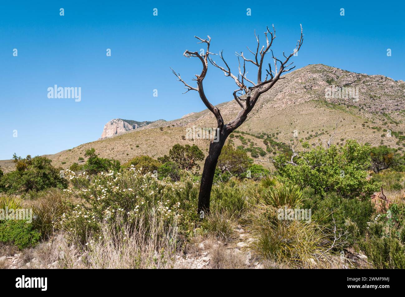 Burnt Dead Tree at Guadalupe Mountains National Park in Western Texas ...