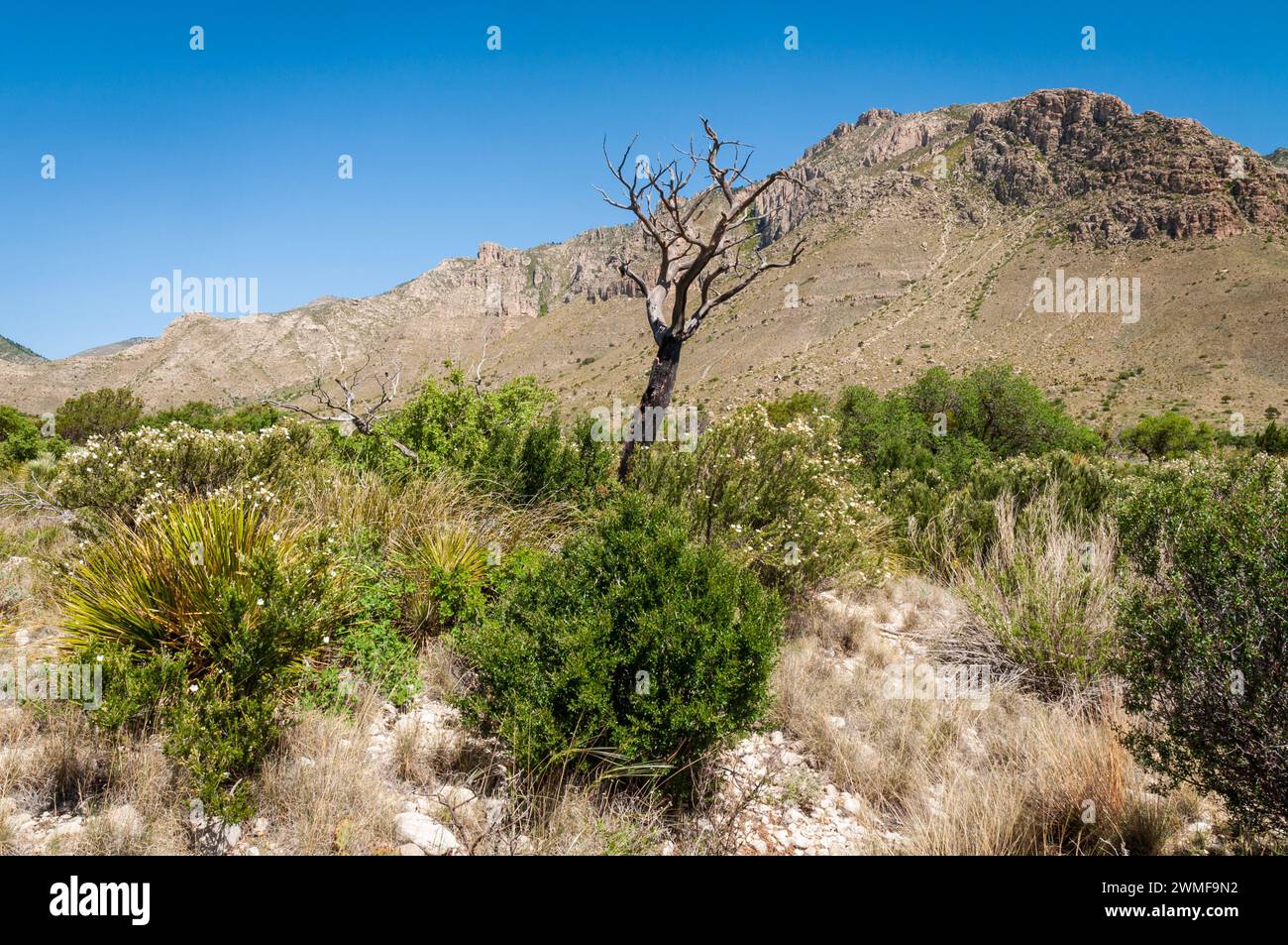Burnt Dead Tree at Guadalupe Mountains National Park in Western Texas ...