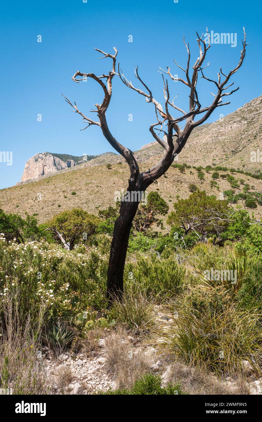 Burnt Dead Tree at Guadalupe Mountains National Park in Western Texas ...