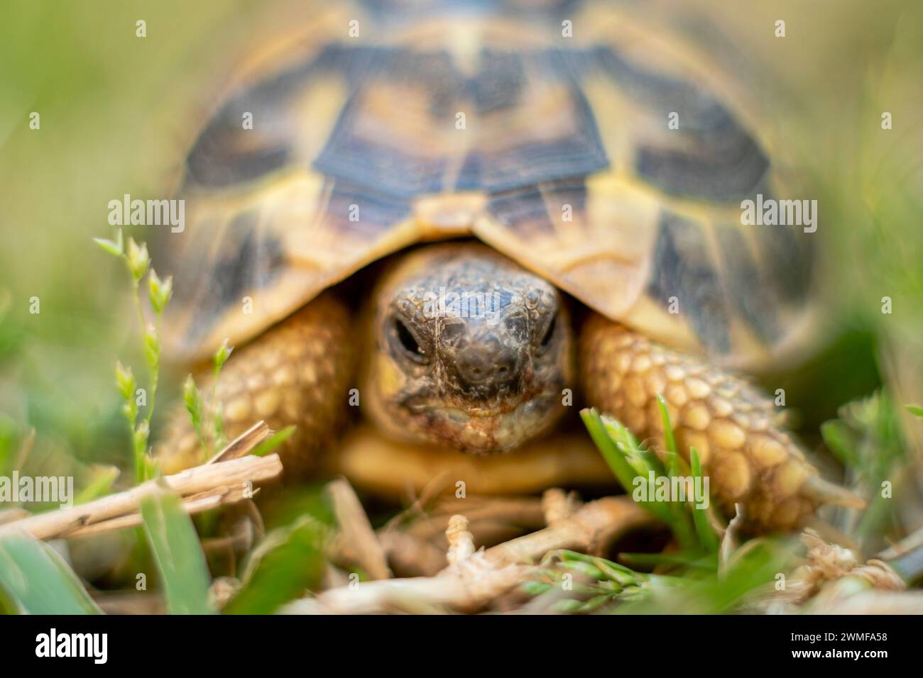 Reptiles in vulnerable state hi-res stock photography and images - Alamy