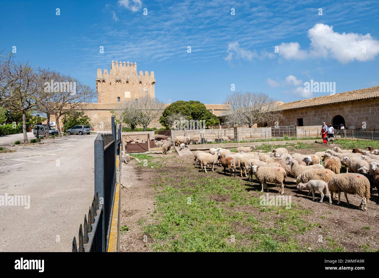 flock of sheep housed in front of the Canyamel tower, XIII century ...