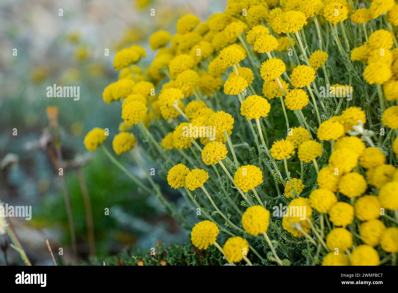 Everlasting flower helichrysum stoechas hi-res stock photography and ...