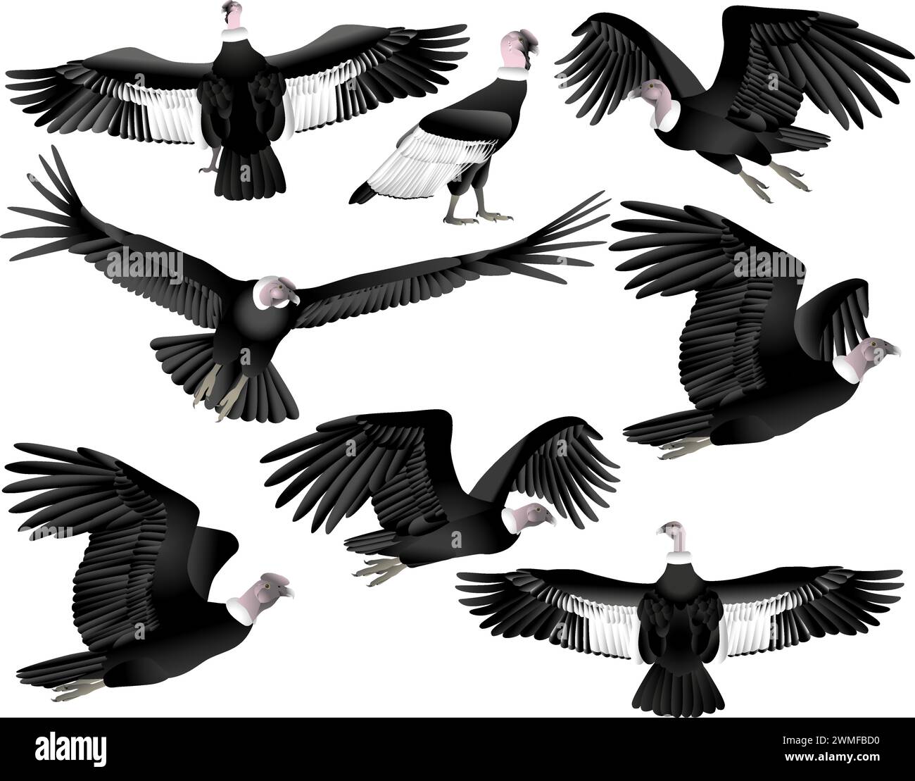 Collection of andean condor vulture bird in colour image Stock Vector ...