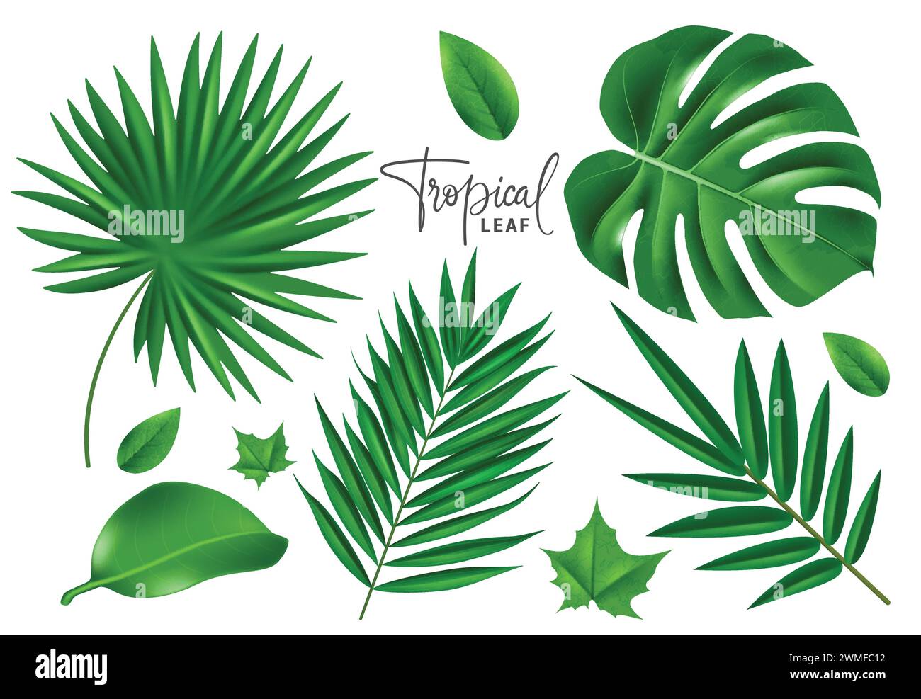 Summer tropical leaf vector set design. Tropical leaves summer and ...