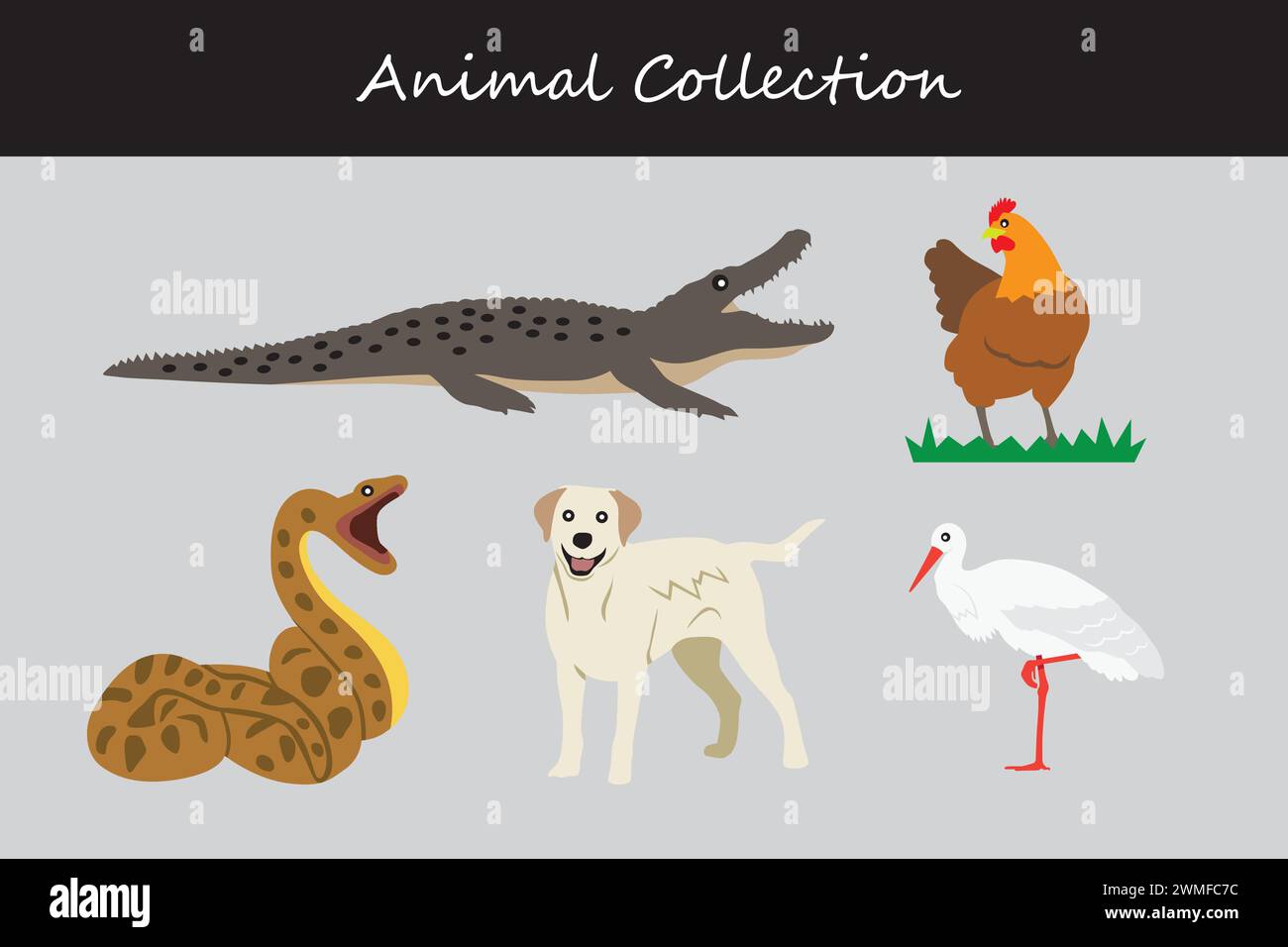 Animal collection. Cartoon style. Vector illustration isolated on color ...