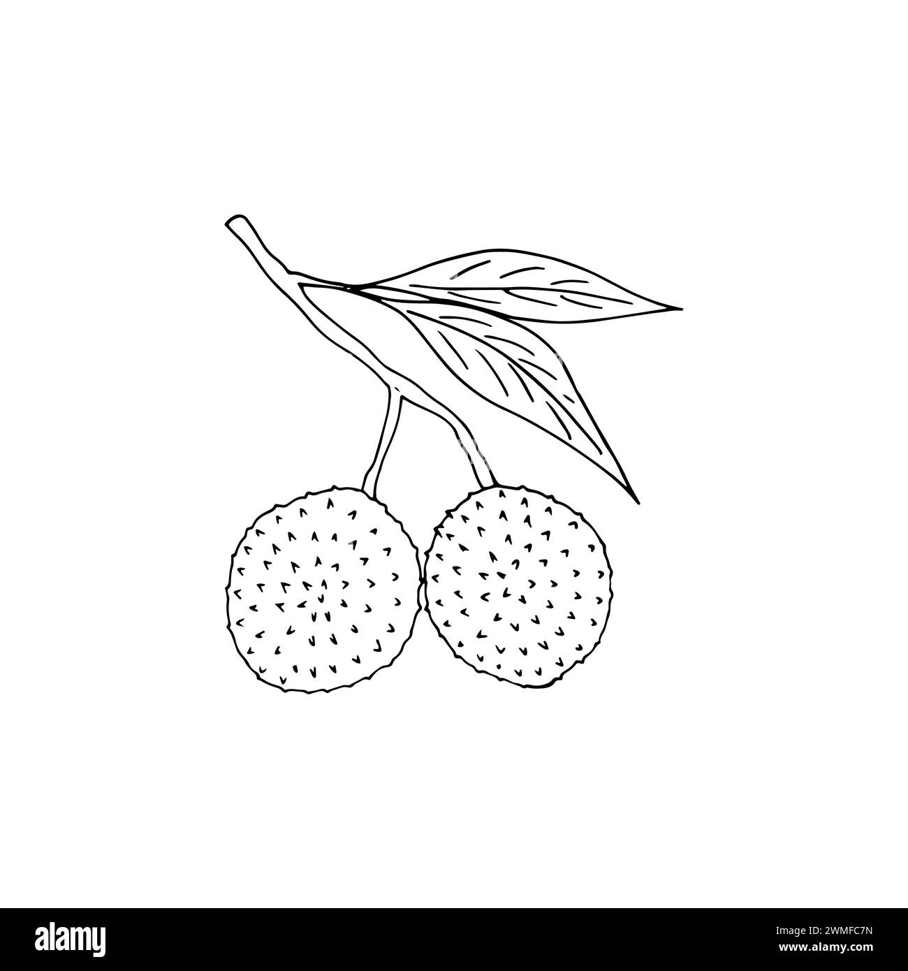 Hand-drawn Lychee branch. Tropical fruit vector illustration isolated ...