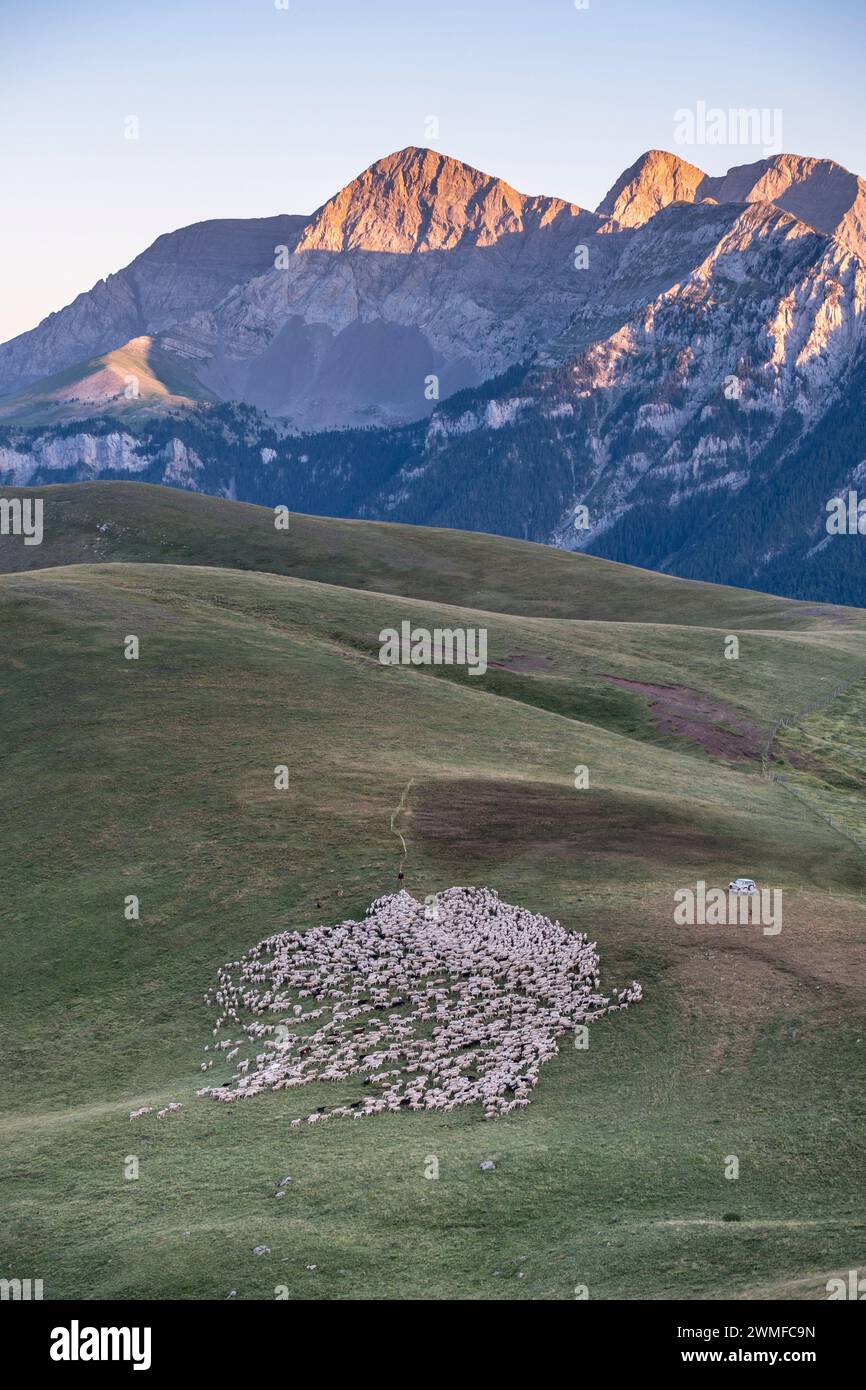transhumant flock of sheep in front of the Cotiella massif, Huesca ...