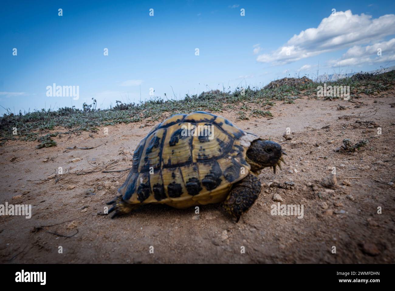 Moorish turtle in Son Real dunes , Testudo graeca, Santa Margalida ...