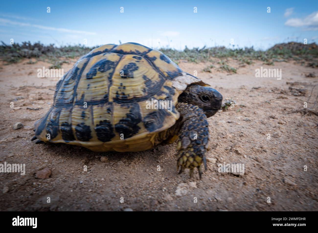 Moorish turtle in Son Real dunes , Testudo graeca, Santa Margalida ...