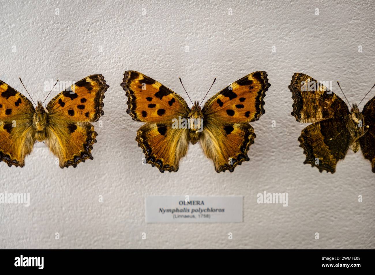 Olmera hi-res stock photography and images - Alamy