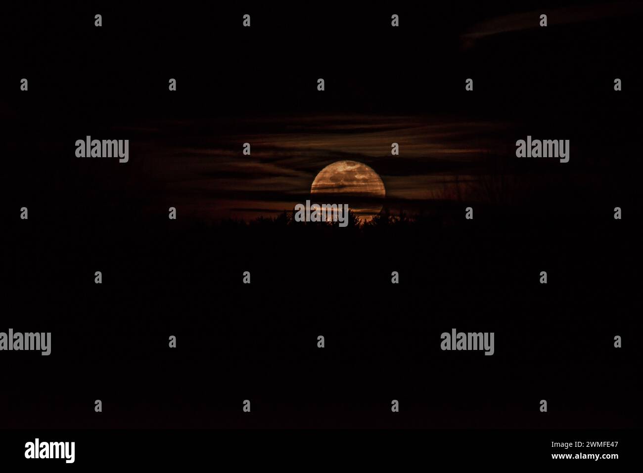 Full moon rising low over the horizon behind clouds and the forest ...