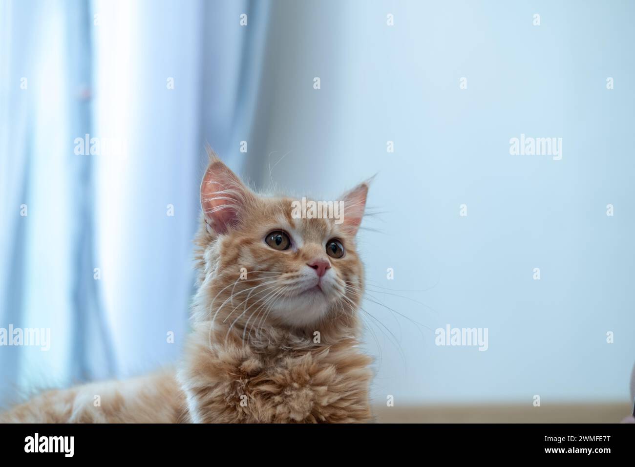 Affectionate poses hi-res stock photography and images - Alamy