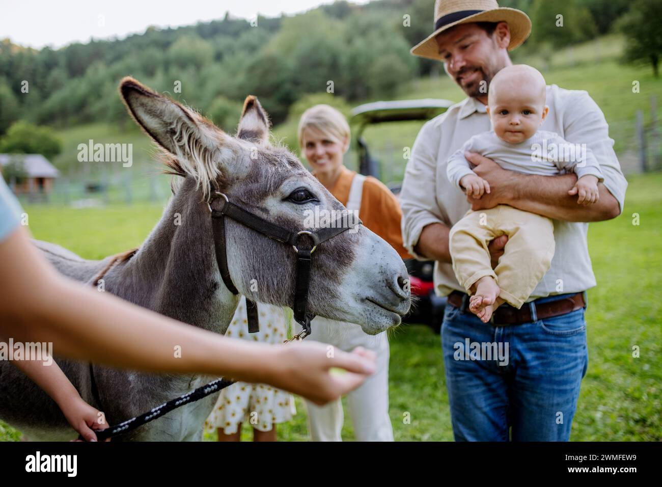 Farmer family petting donkey on their farm. A gray mule as a farm ...