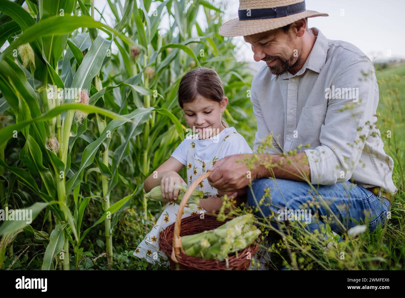 Farmer with young daughter harvesting corn on the field. Girl helping ...