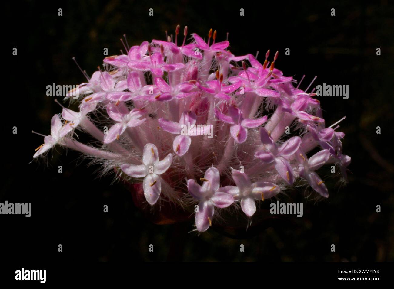 Pink rice flower (Pimelea ferruginea), south-western Western Australia ...