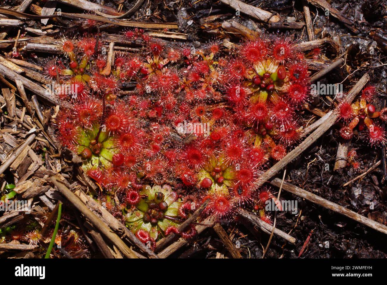 Carnivorous group hi-res stock photography and images - Alamy