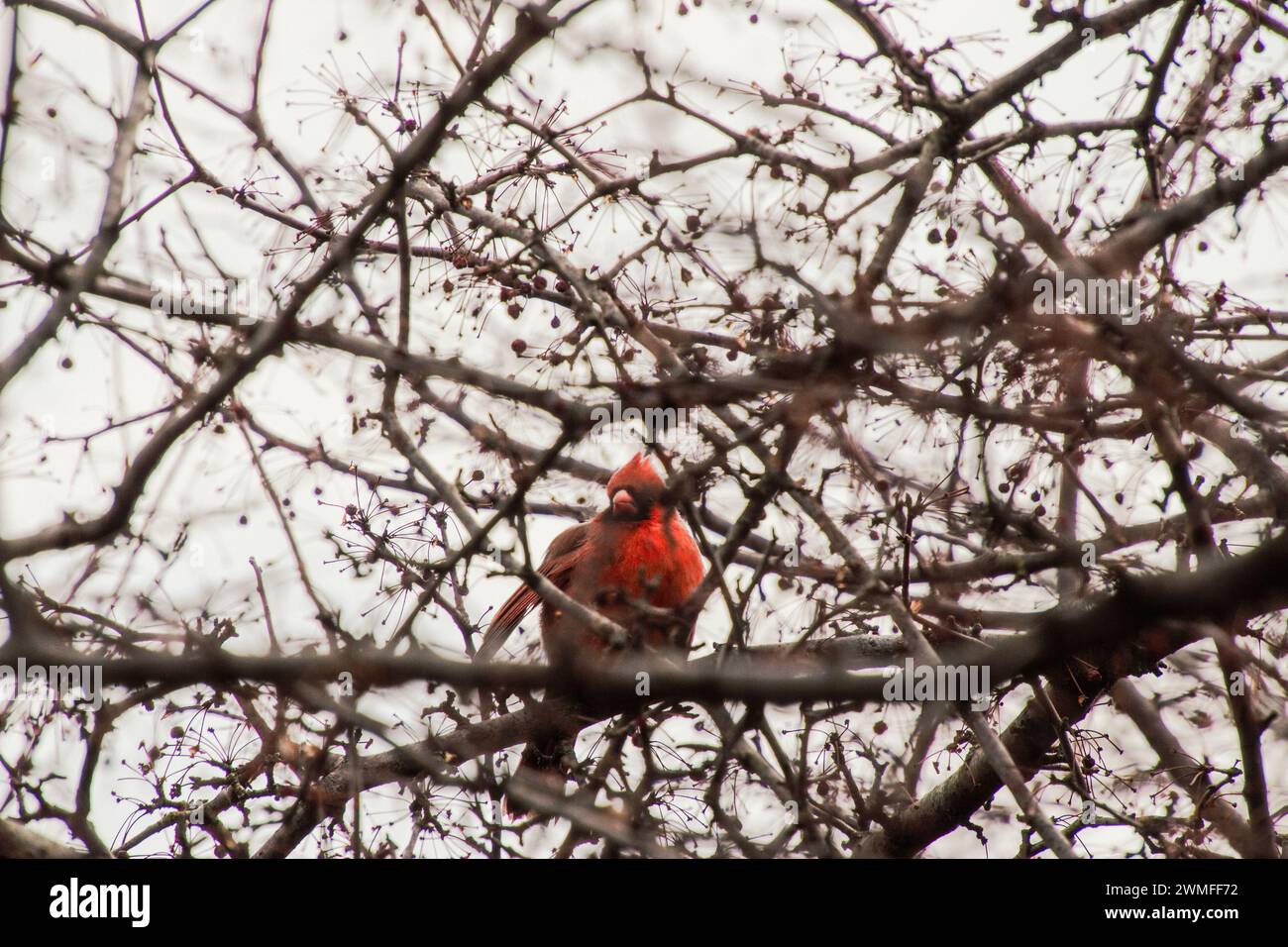 Cardinal bird snow hi-res stock photography and images - Alamy